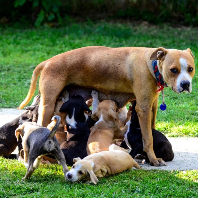 Spay and Neuter: It's the Right Thing to Do | Blog | Metro Paws