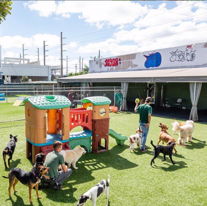 Choosing The Best Kind of Pet Care Service | Blog | Metro Paws – THE ...