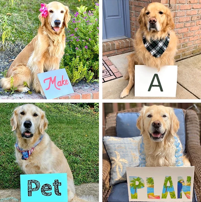 Create the Right Plan For Your Pet | Blog | Metro Paws – THE PAW SHOP