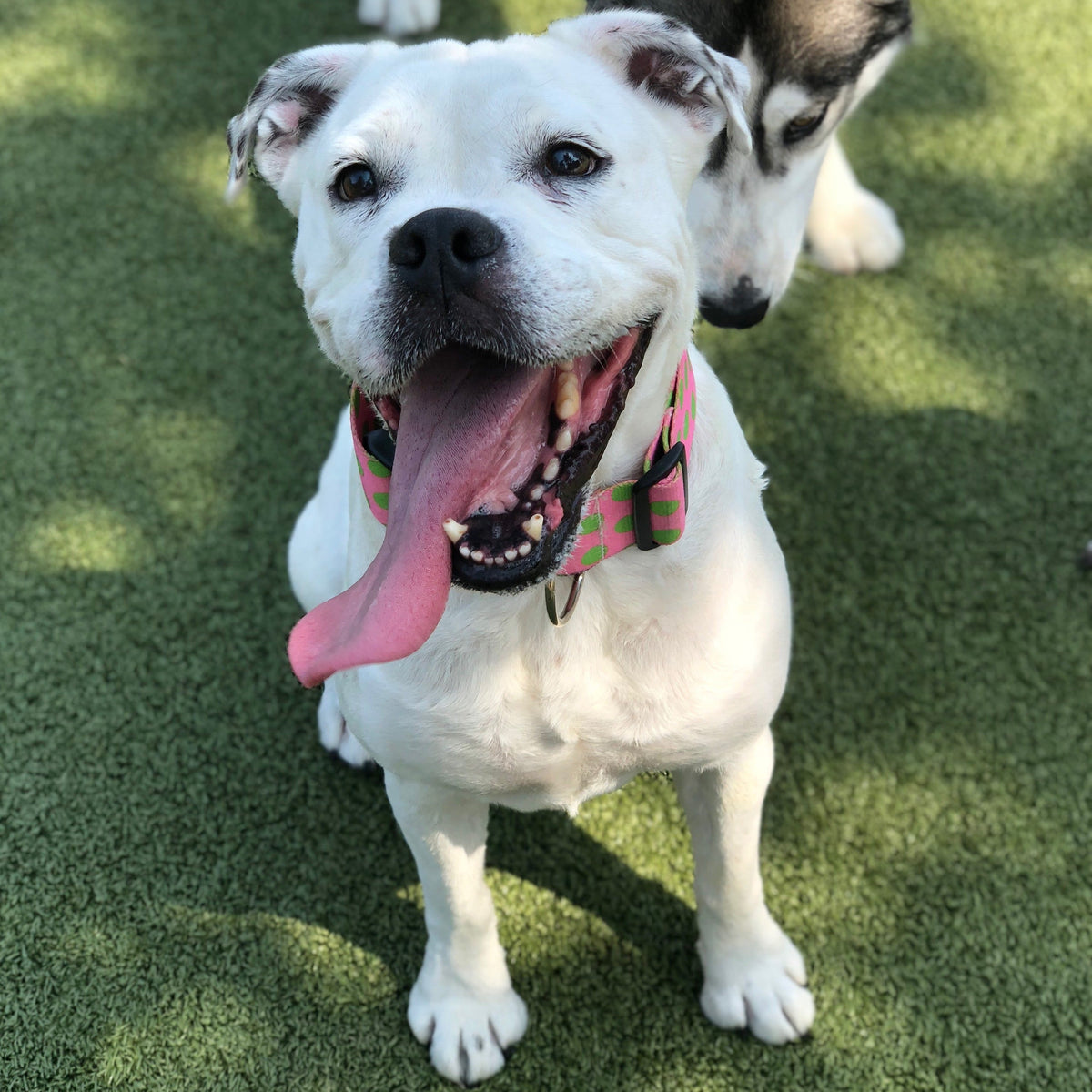 January Pet Refresh Checklist – THE PAW SHOP