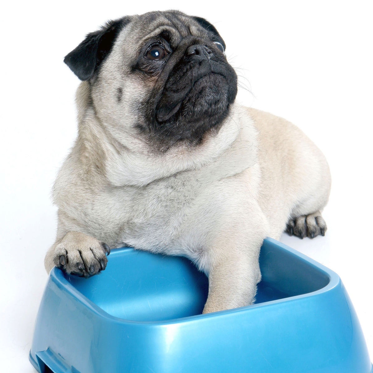 Foods Your Dog Can Eat – The Metro Paws Shop