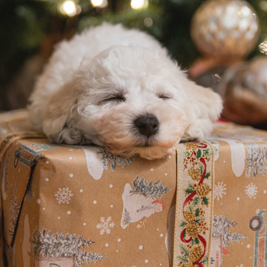 Metro Paws Gift Guide: Pawfect Presents for Pet Lovers! – The Metro ...