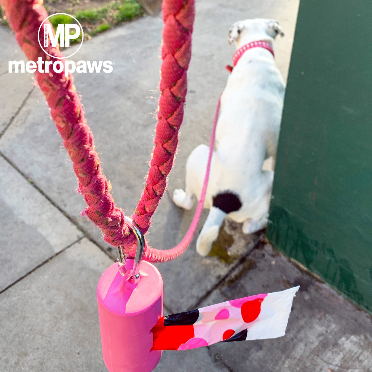 A Guide to Potty Training Your Pup – THE PAW SHOP