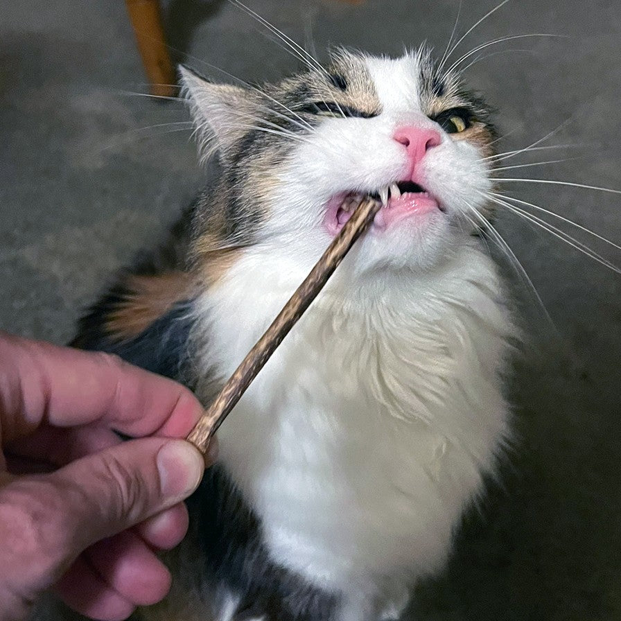 Cat Essentials for Litter Cleanup, Grooming, and Play | Metro Paws