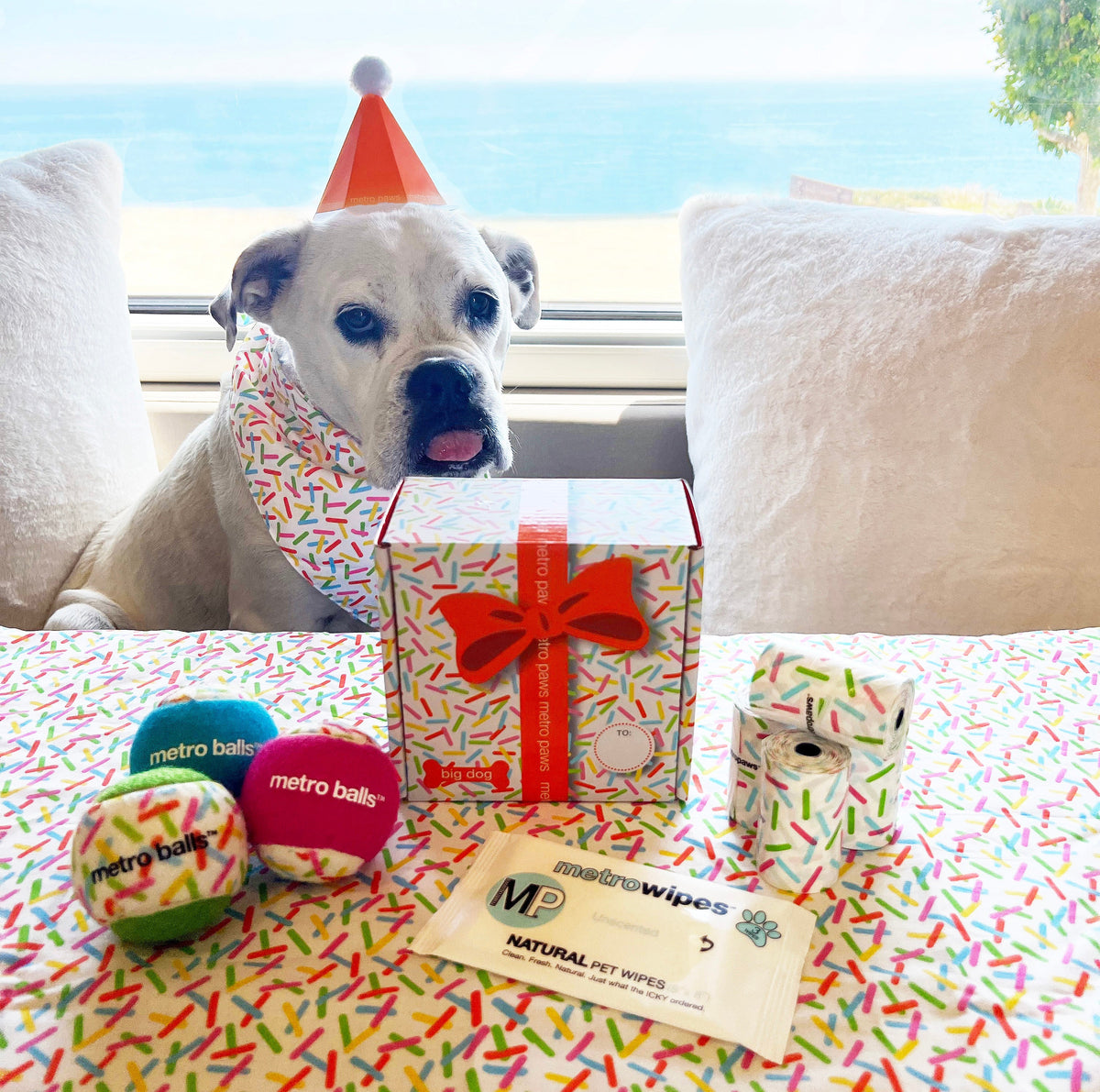 Pawty Time: Buy Celebration Items For Your Fur-Kid!