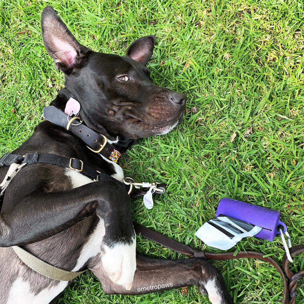 Shop Colorful Nature-Inspired Pet Products & Biodegradable Poop Bags ...