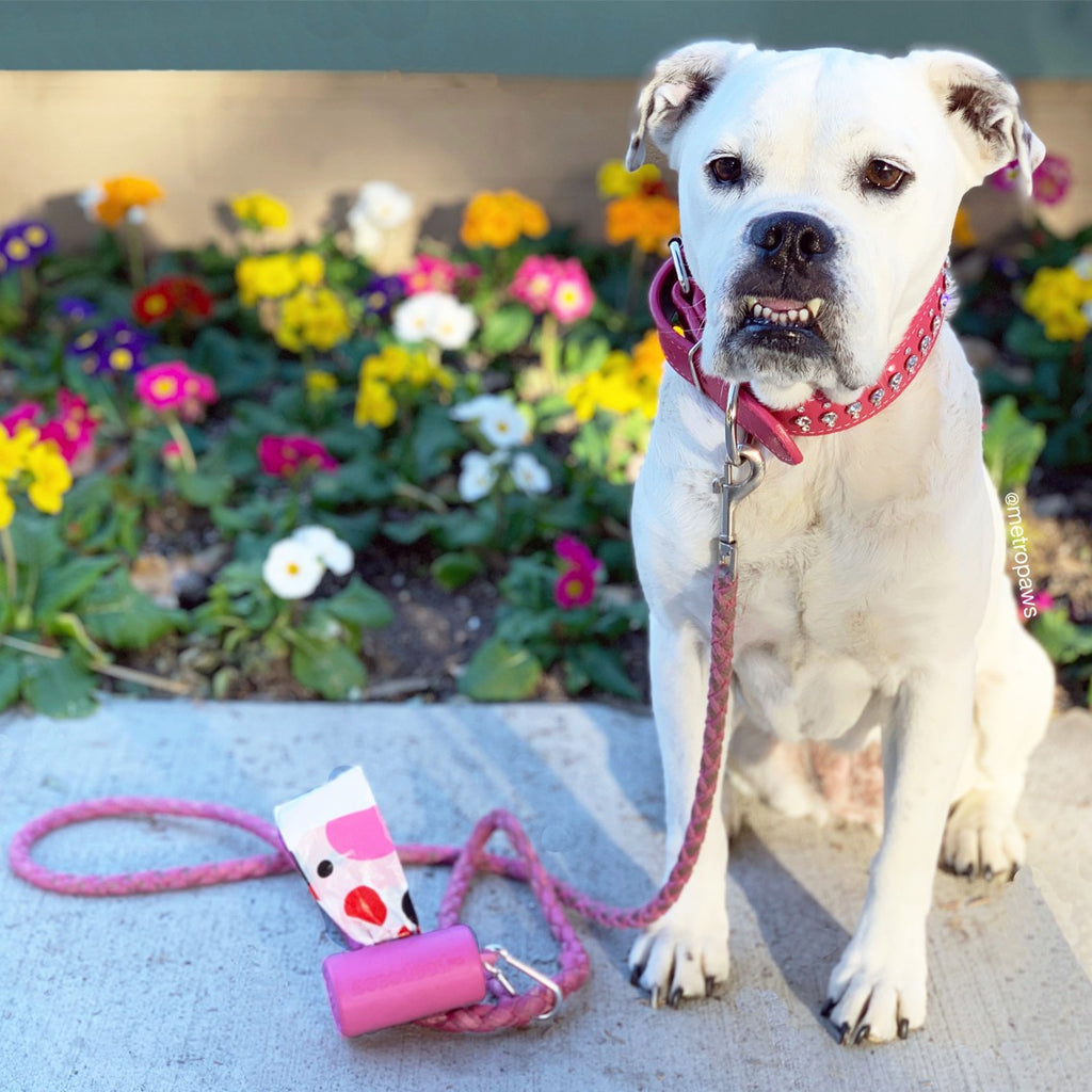 Ways to Calm Your Pet During the 4th of July – The Metro Paws Shop